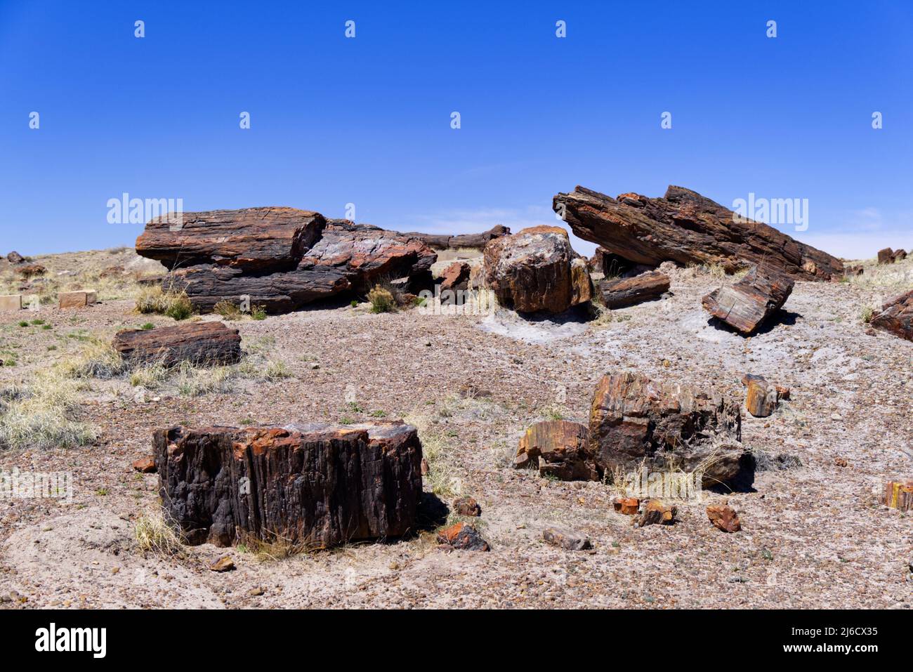 Arizona Petrified Forest - Giant Logs Trail Stock Photo - Alamy