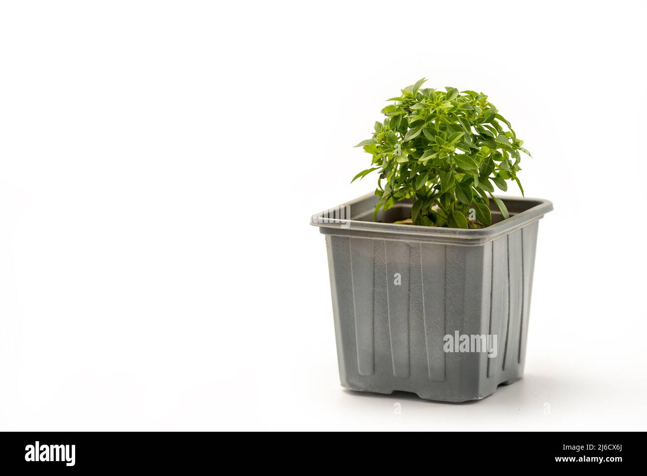 Fresh shoot basil in a pot isolated on white Stock Photo - Alamy