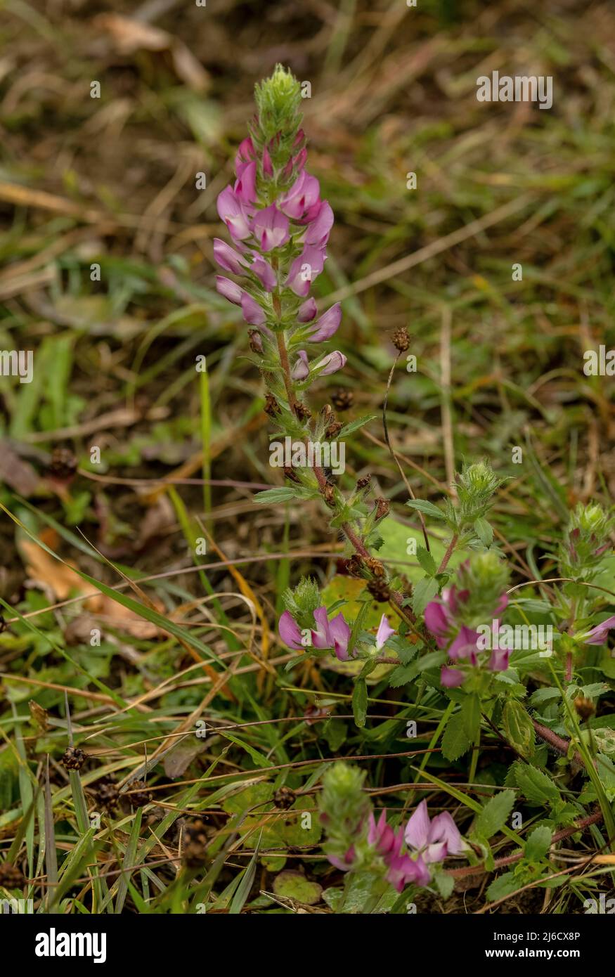 Field restharrow, Ononis arvensis, in flower in grassland in autumn ...