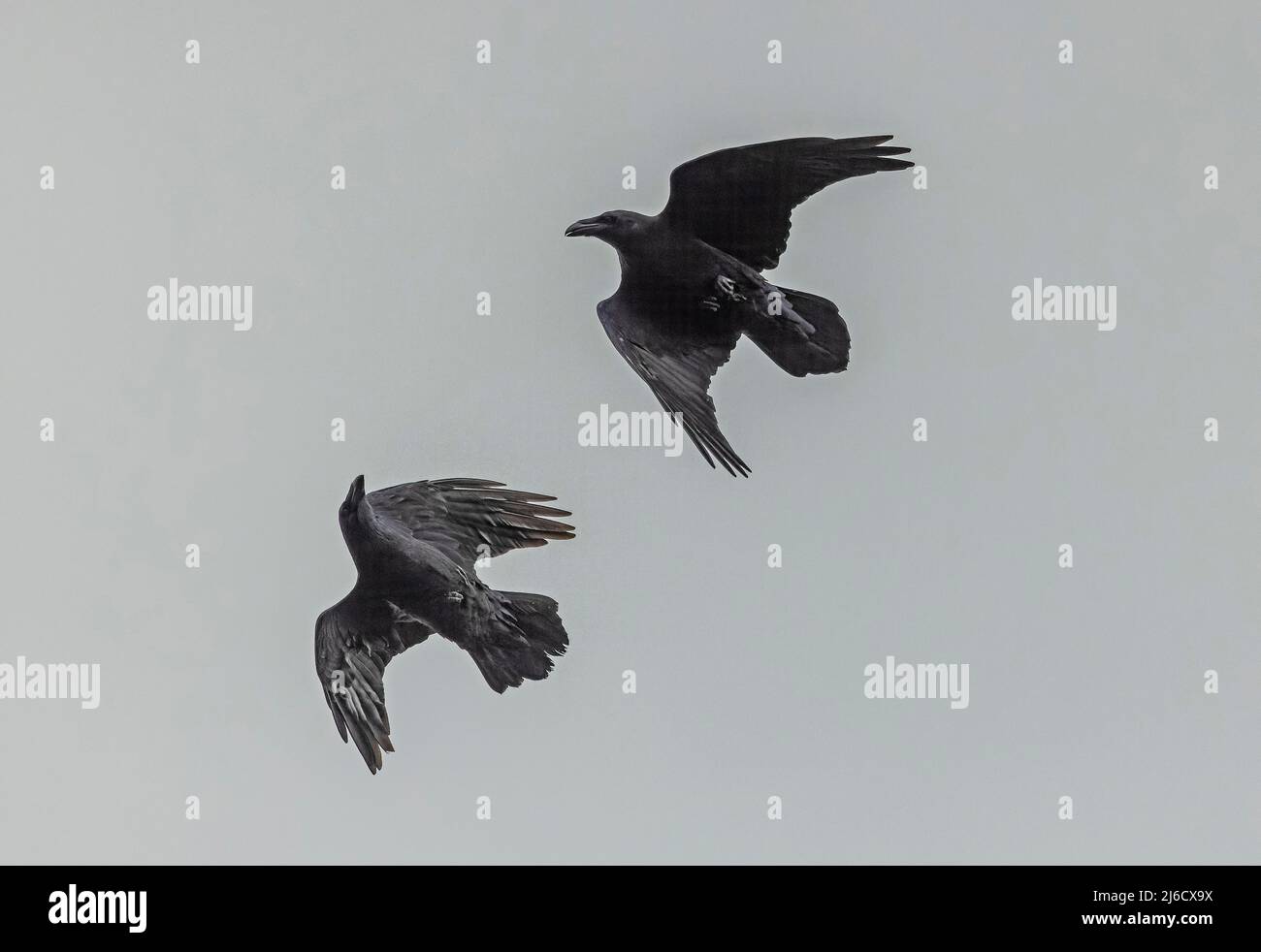 Pair of Ravens, Corvus corax, in flight, playing and interacting Stock ...