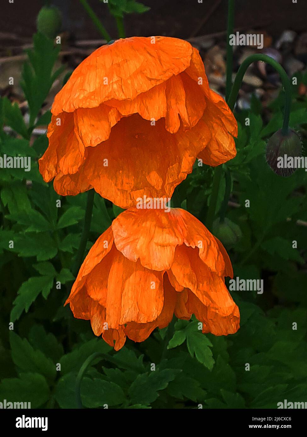 Eschscholzia Californica, the California poppy, golden poppy or cup of ...