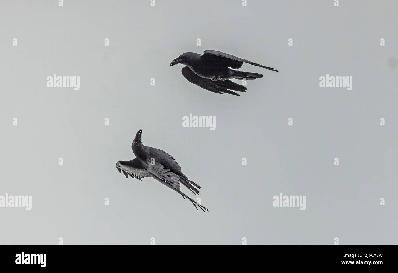 Pair of Ravens, Corvus corax, in flight, playing and interacting Stock ...