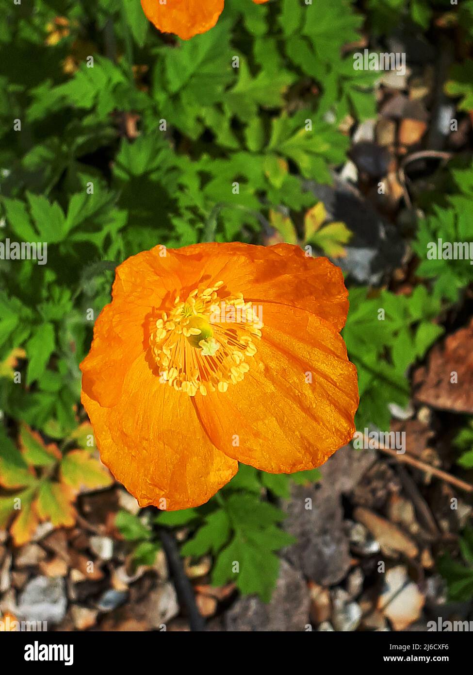 Eschscholzia Californica, the California poppy, golden poppy or cup of ...