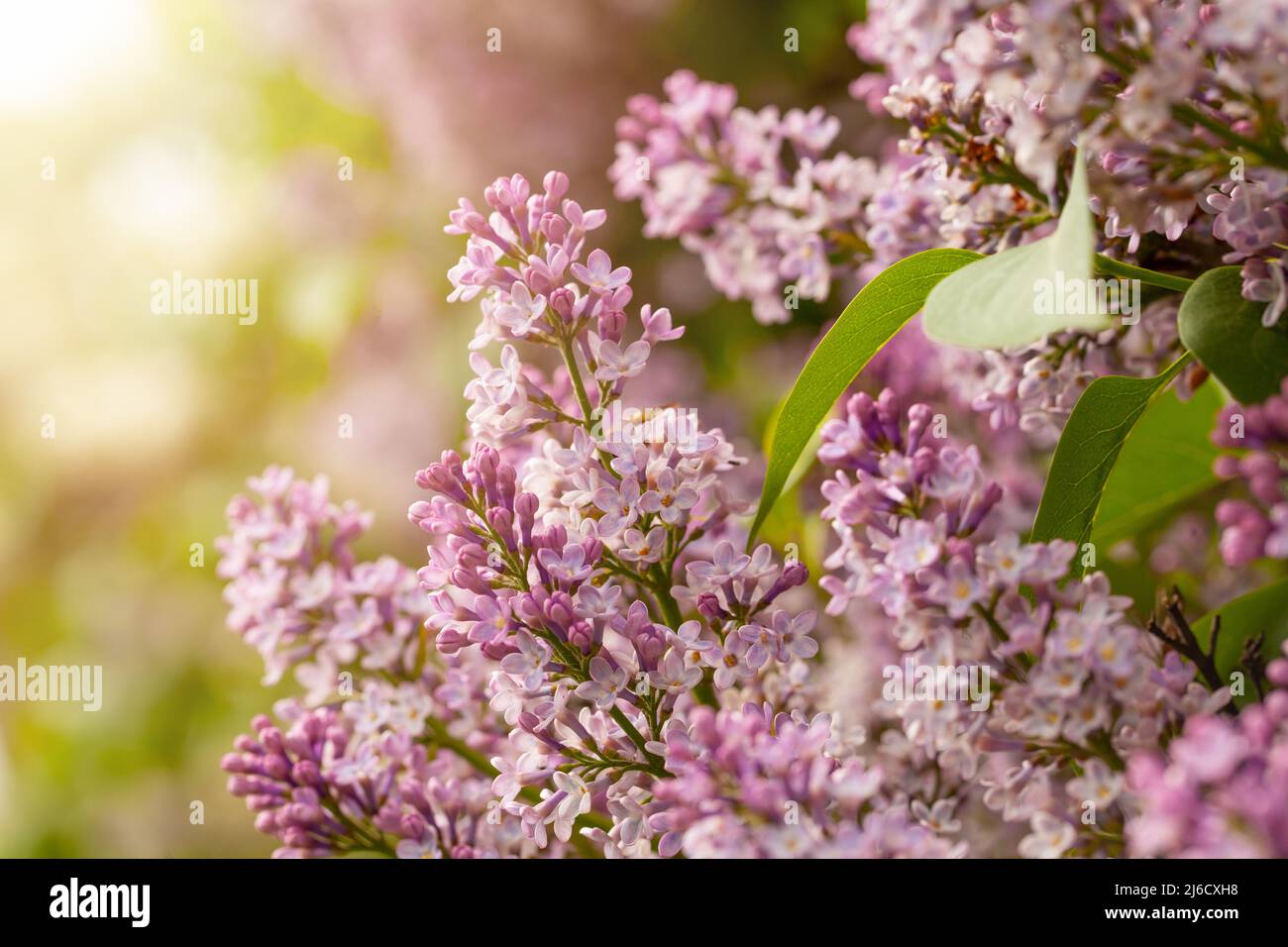 Blooming lilacs. Wallpapers with spring flowers Stock Photo - Alamy