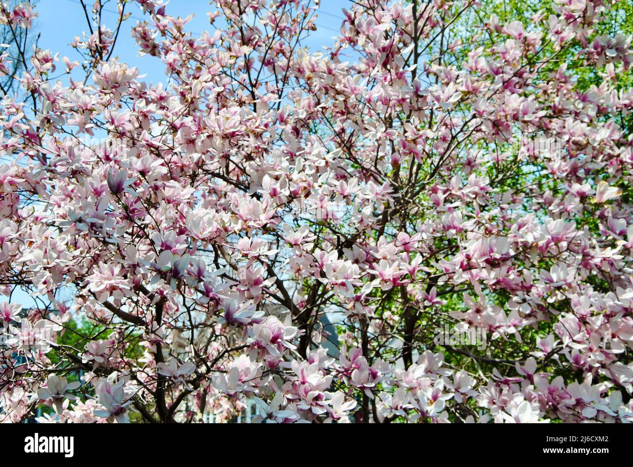 Magnolia tree in bloom Stock Photo - Alamy