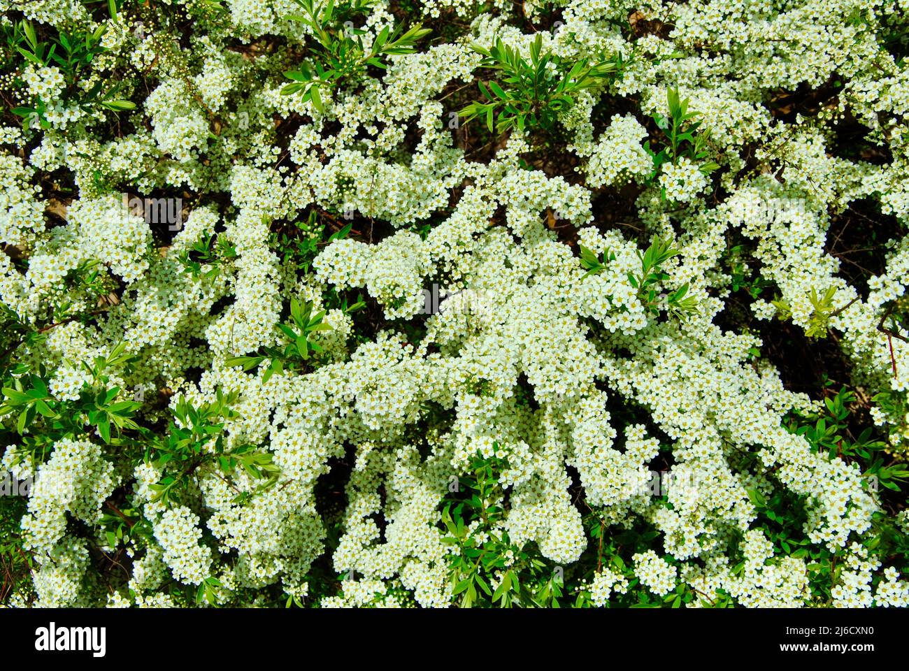 Decorative bush with cascades of white flowers Stock Photo - Alamy