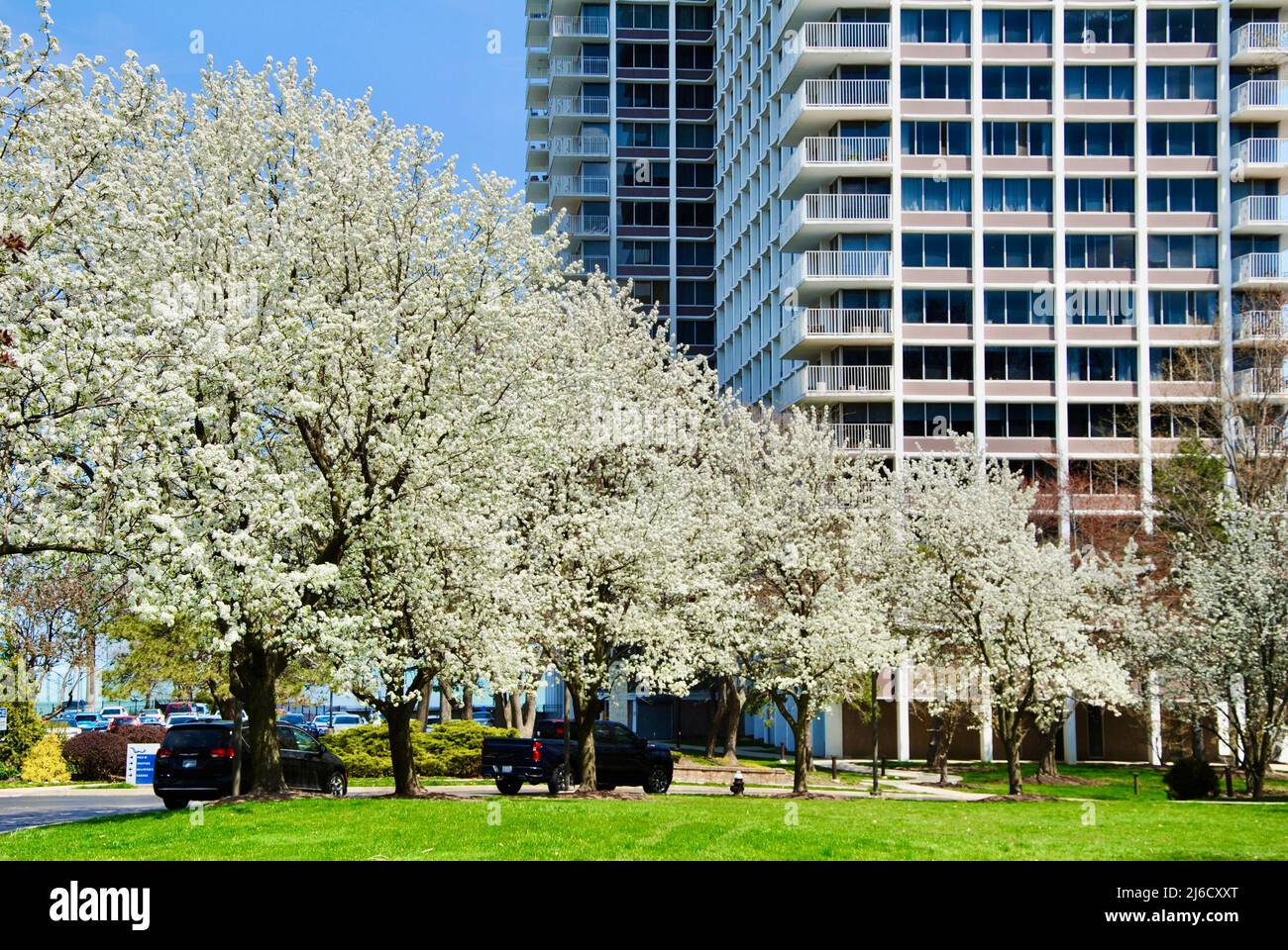 Trees with white flowers hi-res stock photography and images - Alamy