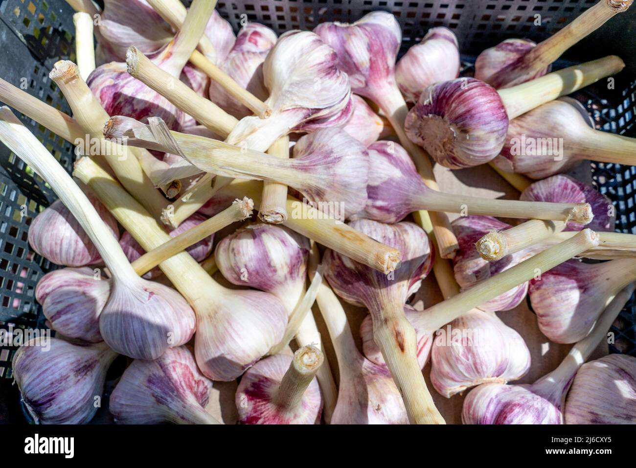 Close up garlic on store hi-res stock photography and images - Alamy