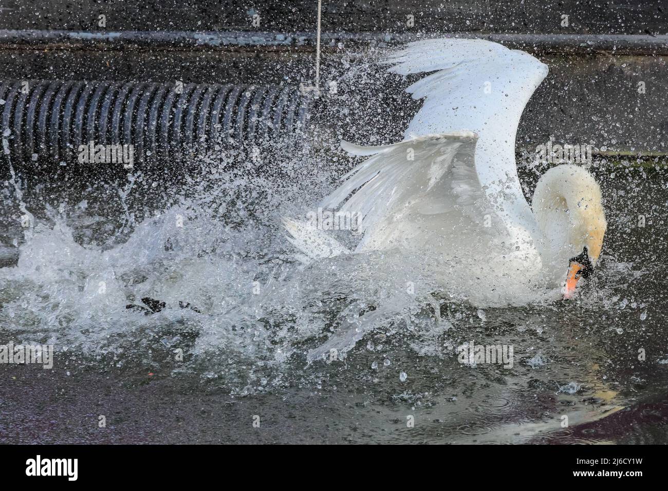 London, UK, 30th April 2022. The swan chases away the male goose, both ...