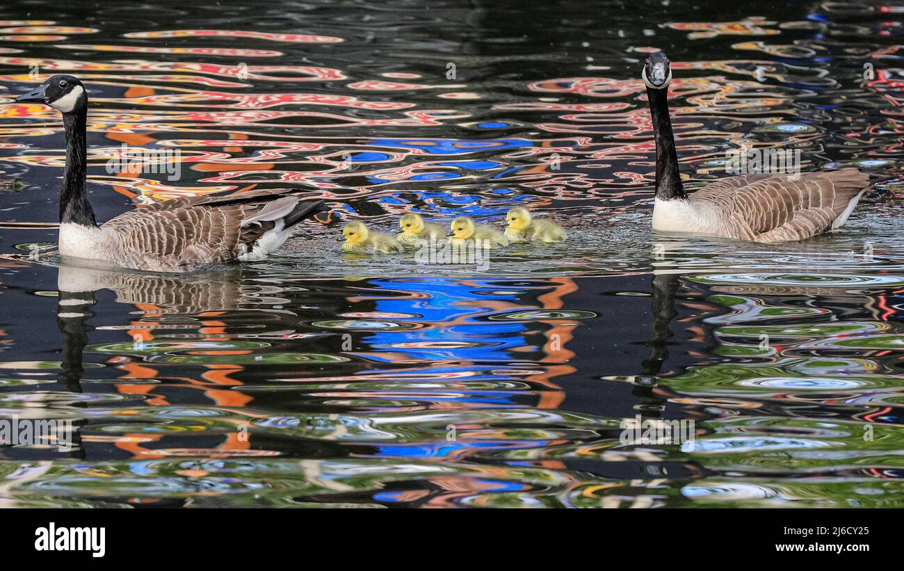 London, UK, 30th April 2022. The goose family tries to escape. A mute ...