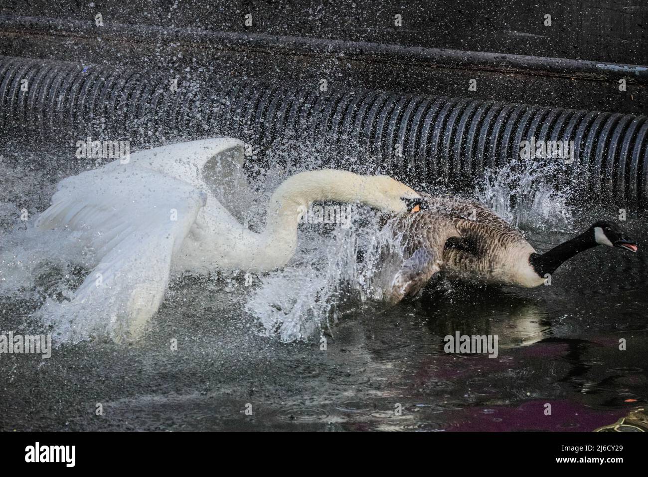 London, UK, 30th April 2022. The swan chases away the male goose, both ...
