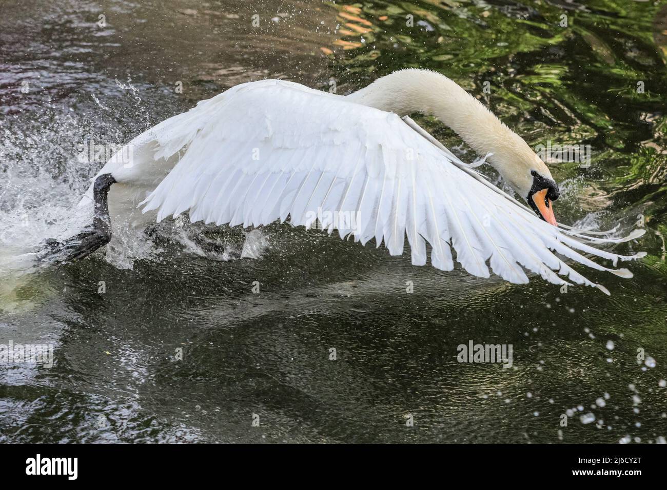 London, UK, 30th April 2022. The swan chases away the male goose, both ...