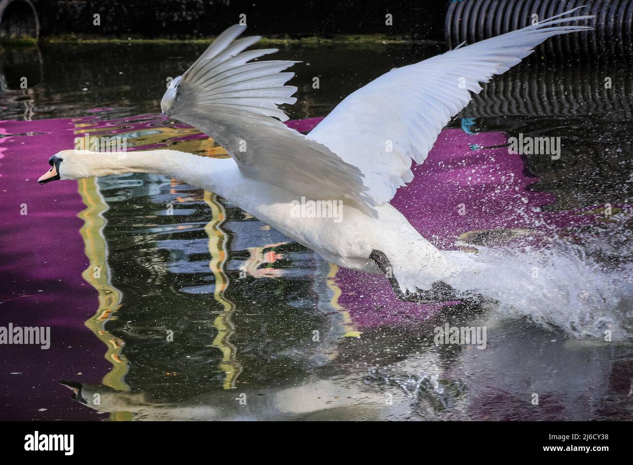 London, UK, 30th April 2022. The swan chases away the male goose, both ...