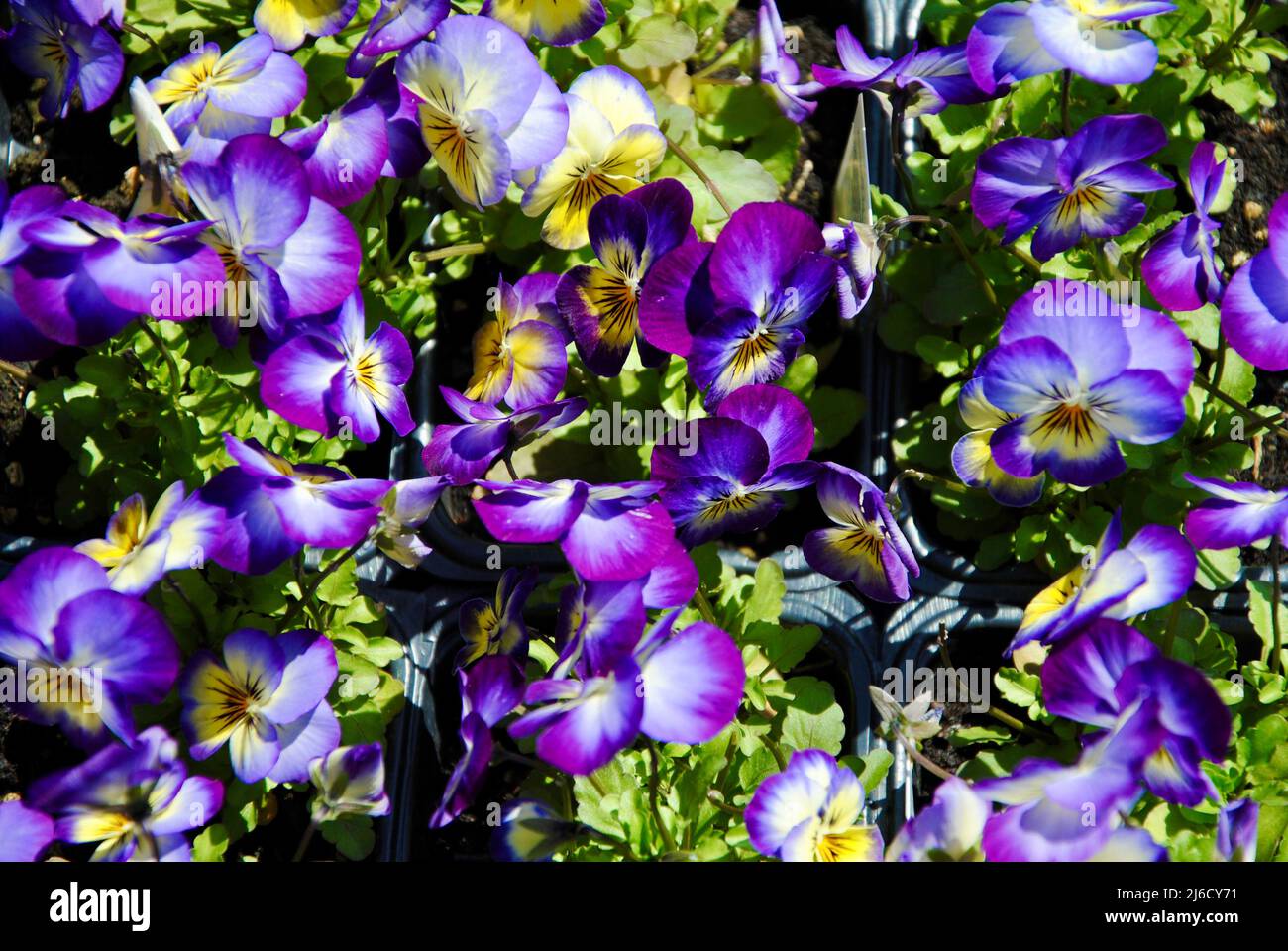 Small blue viola in bloom Stock Photo - Alamy