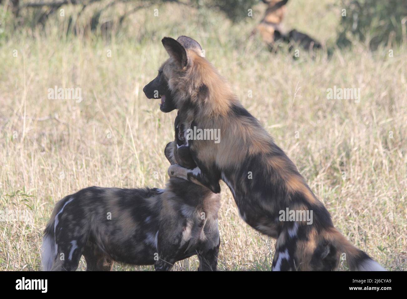 Two playful wild dogs jumping on each other, strengthening their bond ...
