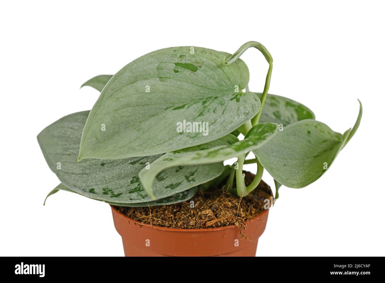 Exotic 'Scindapsus Pictus Silvery Ann' houseplant on white background ...