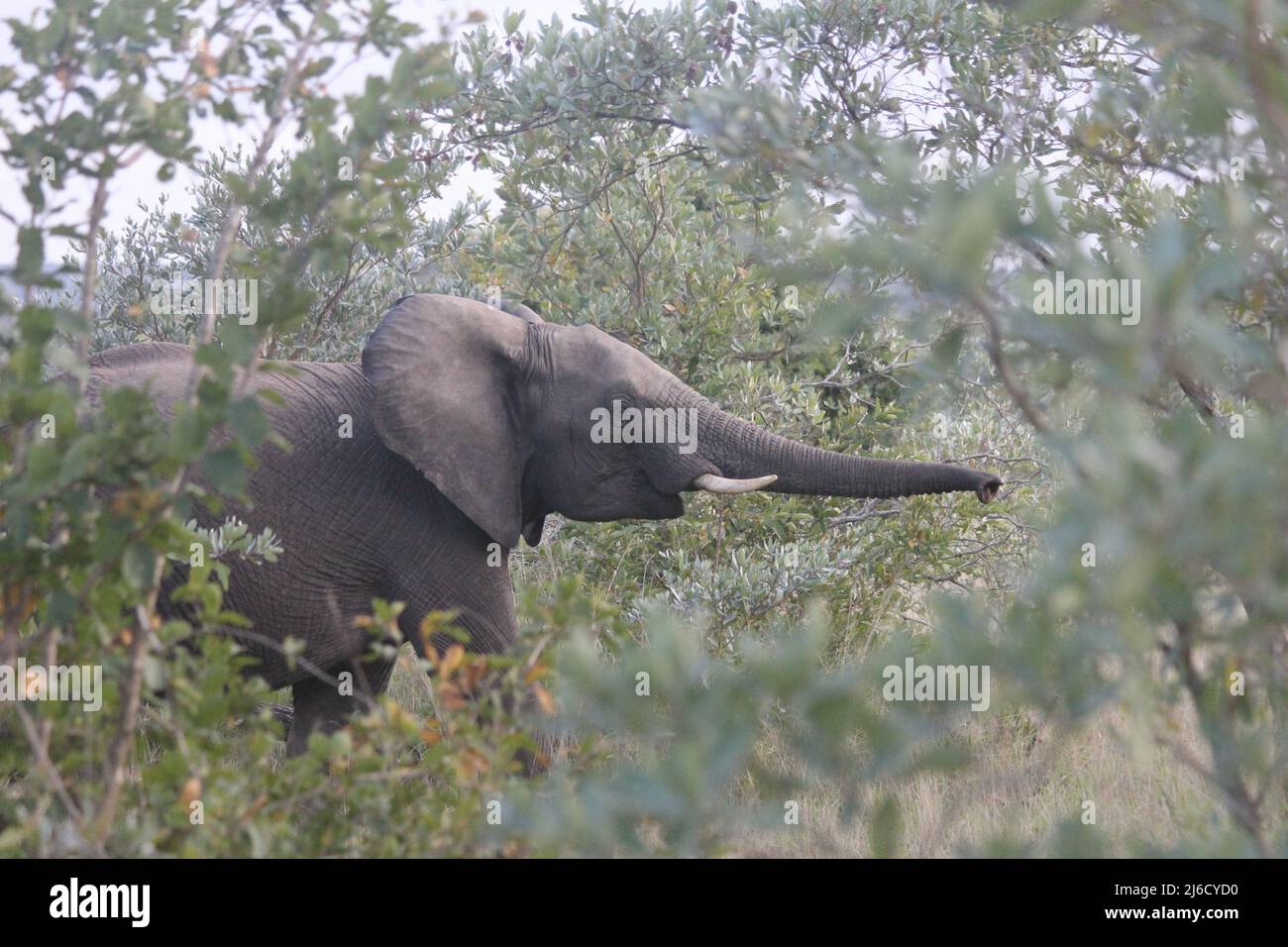 Female African elephant walking with a stretched trunk Stock Photo - Alamy