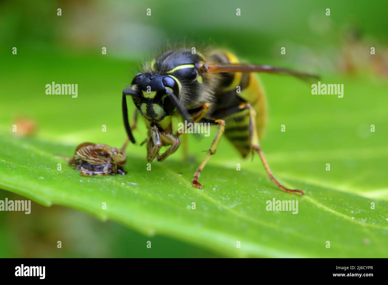 a UK common wasp (Vespula vulgaris) eating an insect while on a leaf ...