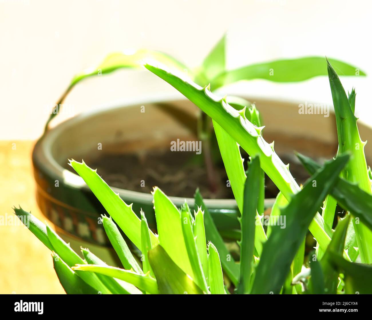 Aloe plant in pot. Medical house plant Stock Photo - Alamy
