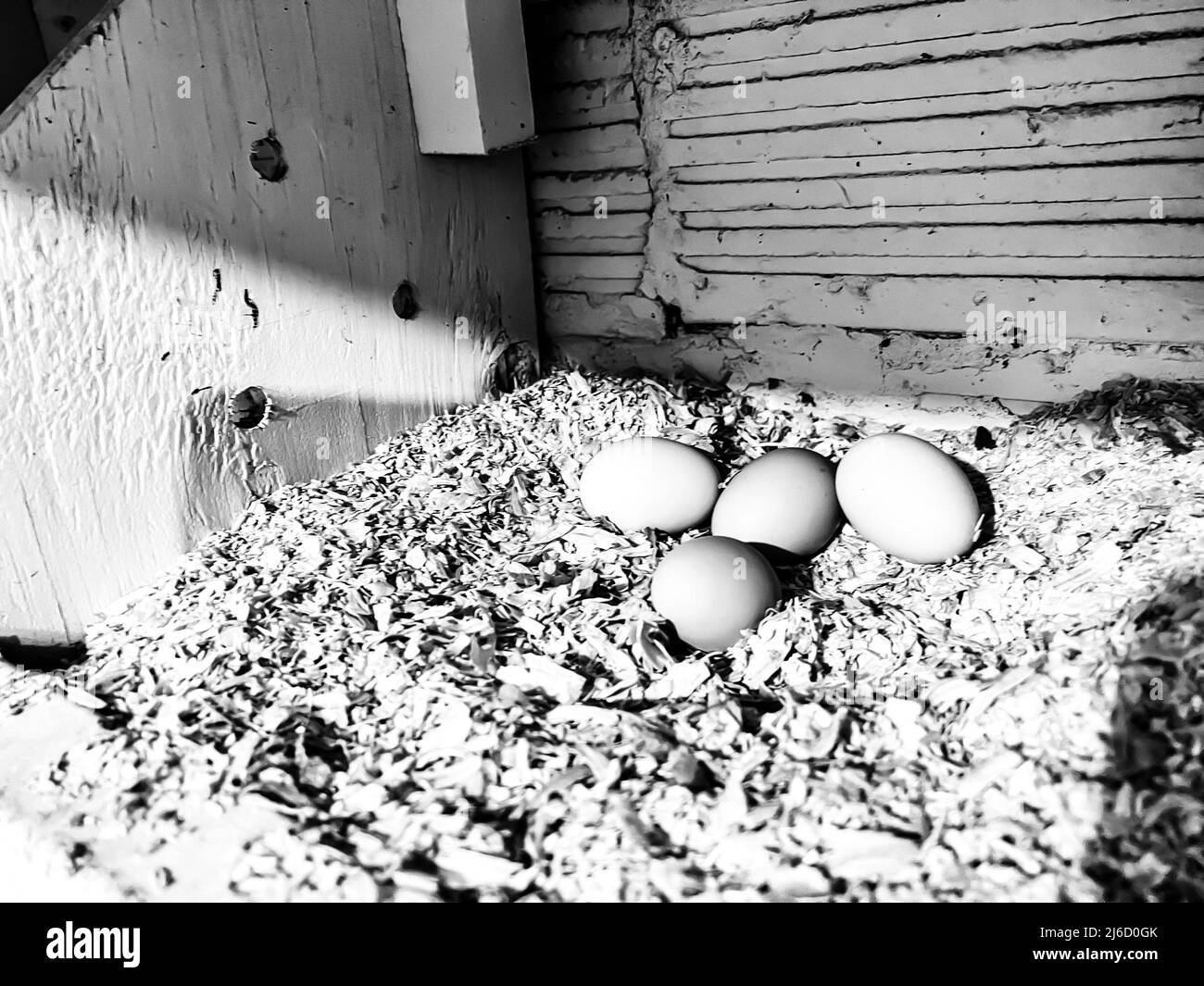Grouping of fresh chicken eggs in a nesting area of a cage free coop ...