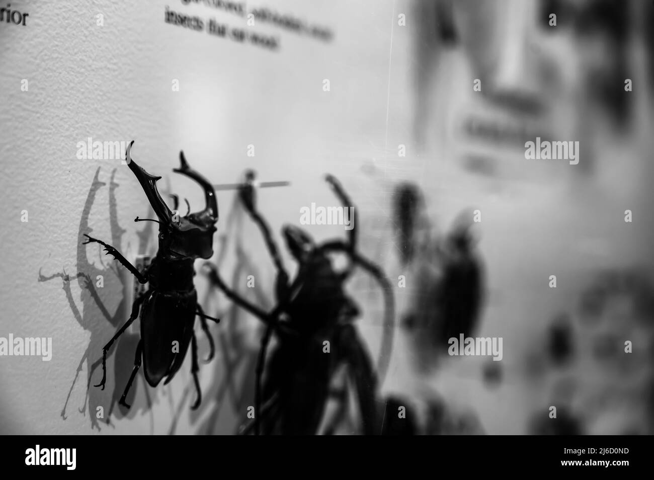 Pinned exotic species of coleoptera beetles in an insect collection ...