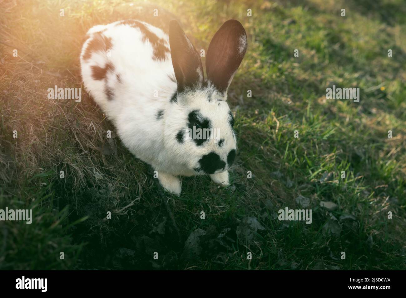 Rabbit grazing the green field on animal farm. High quality photo Stock ...
