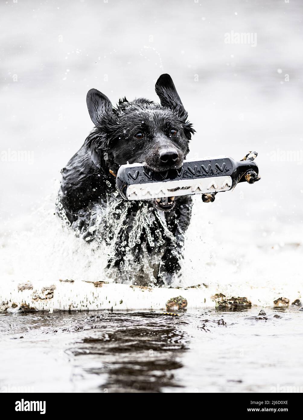 A Black Labrador Retriever on a spring day training in the water with a ...