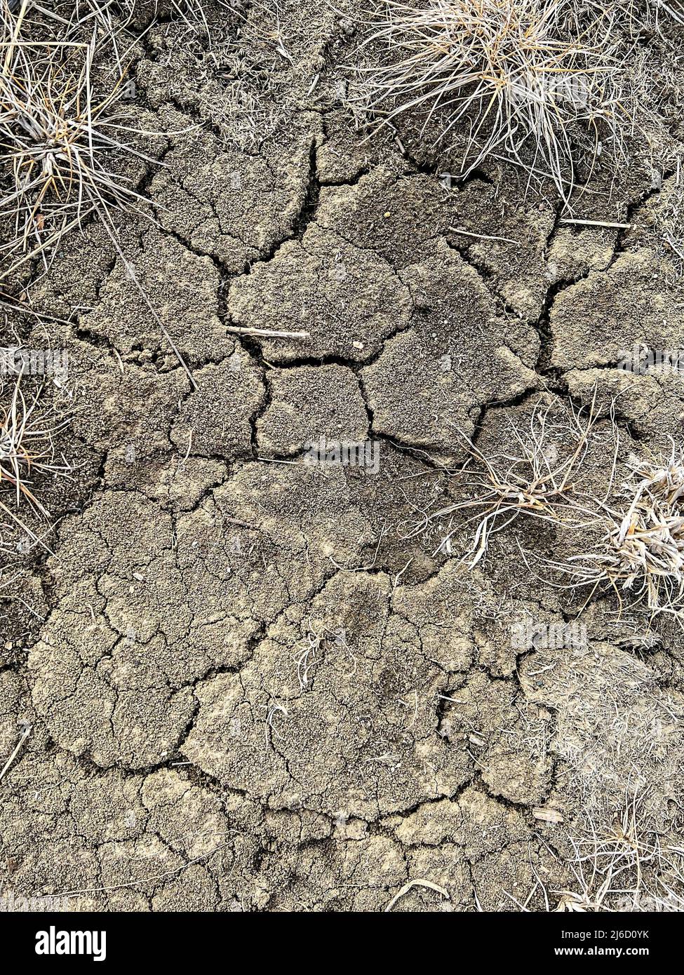 cracked and dry top soil in a agricultural corn field experiencing a ...