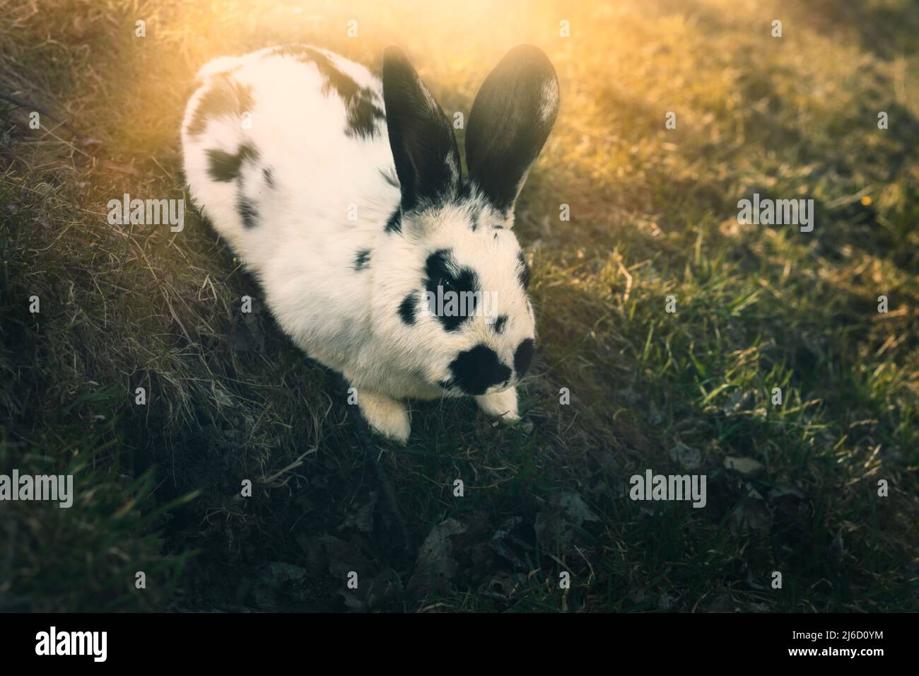 Rabbit grazing the green field on animal farm. High quality photo Stock ...