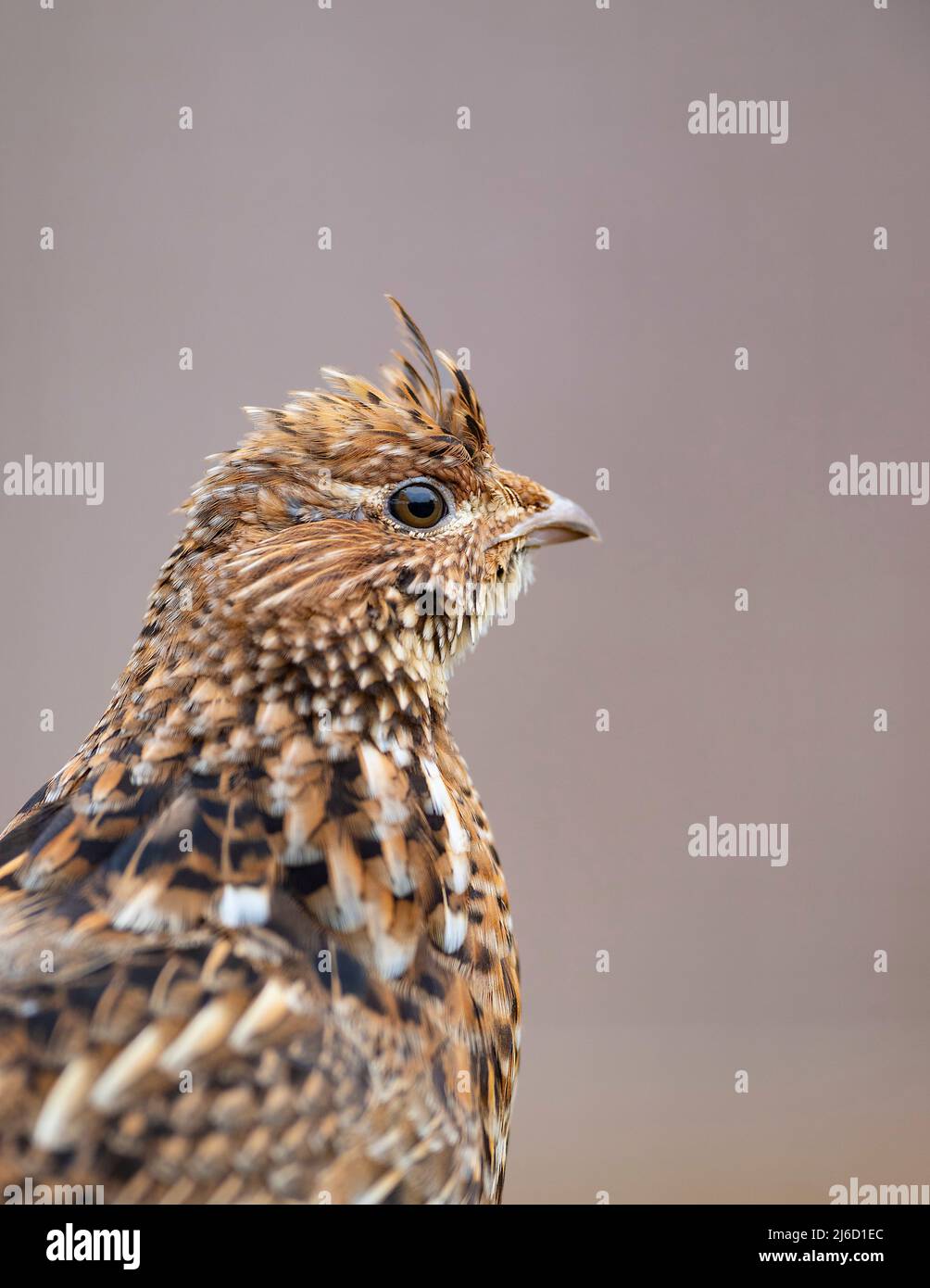 Female hen ruffed grouse hi-res stock photography and images - Alamy