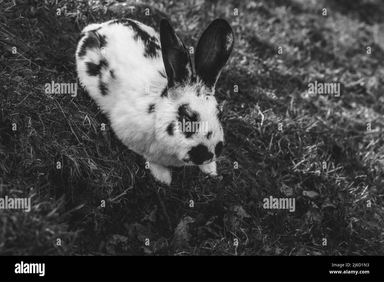 Farmer rabbit Black and White Stock Photos & Images - Alamy