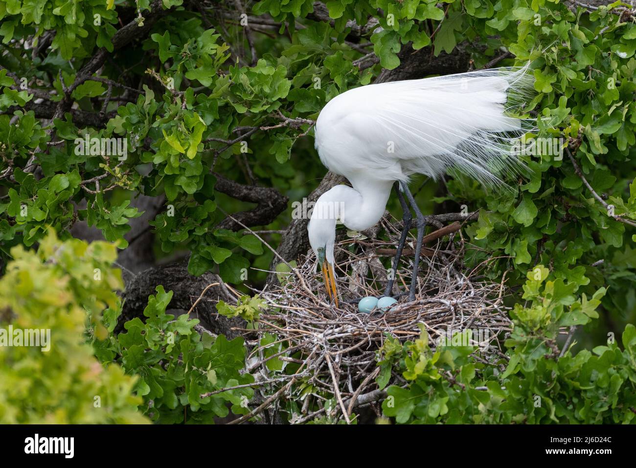 Bird nurturing hi-res stock photography and images - Alamy