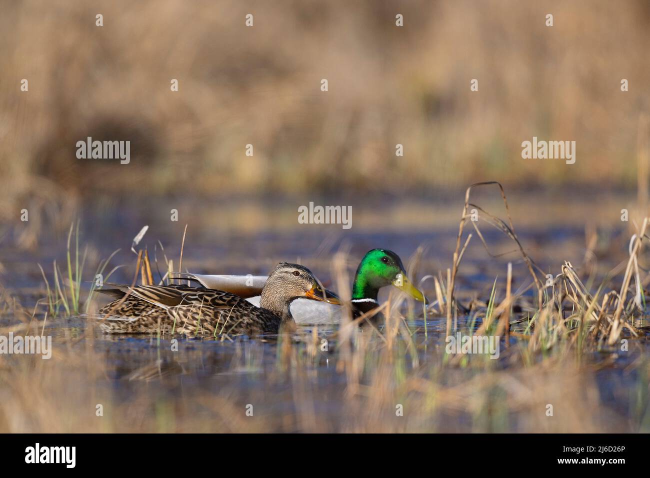 Mallard ducks on a wetland in South Dakota in the spring Stock Photo ...
