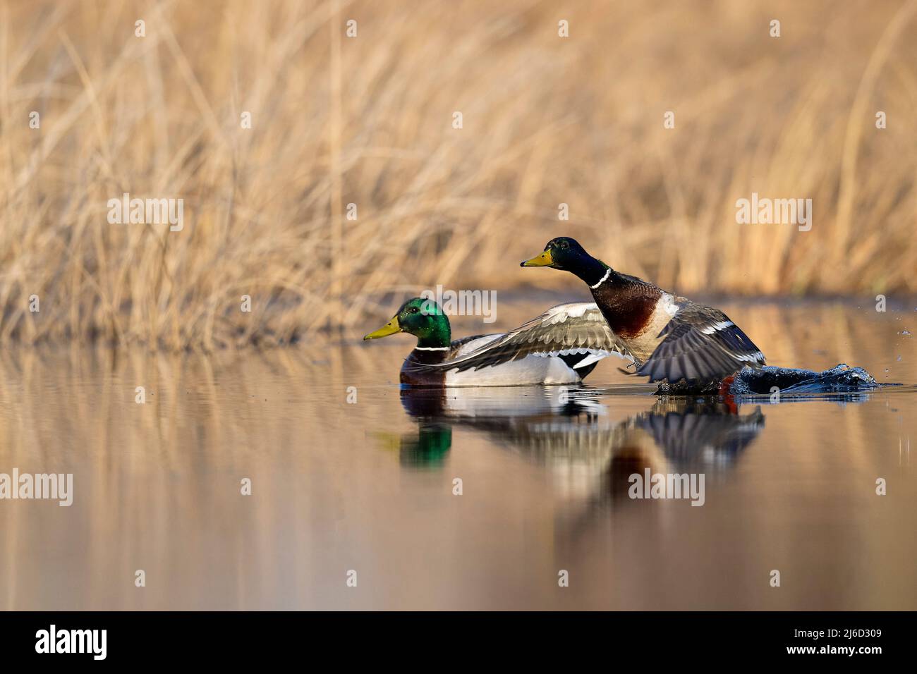 Mallard ducks leaping into flight on a spring evening on a wetland ...