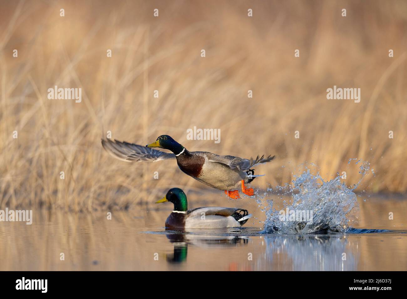 Mallard ducks leaping into flight on a spring evening on a wetland ...