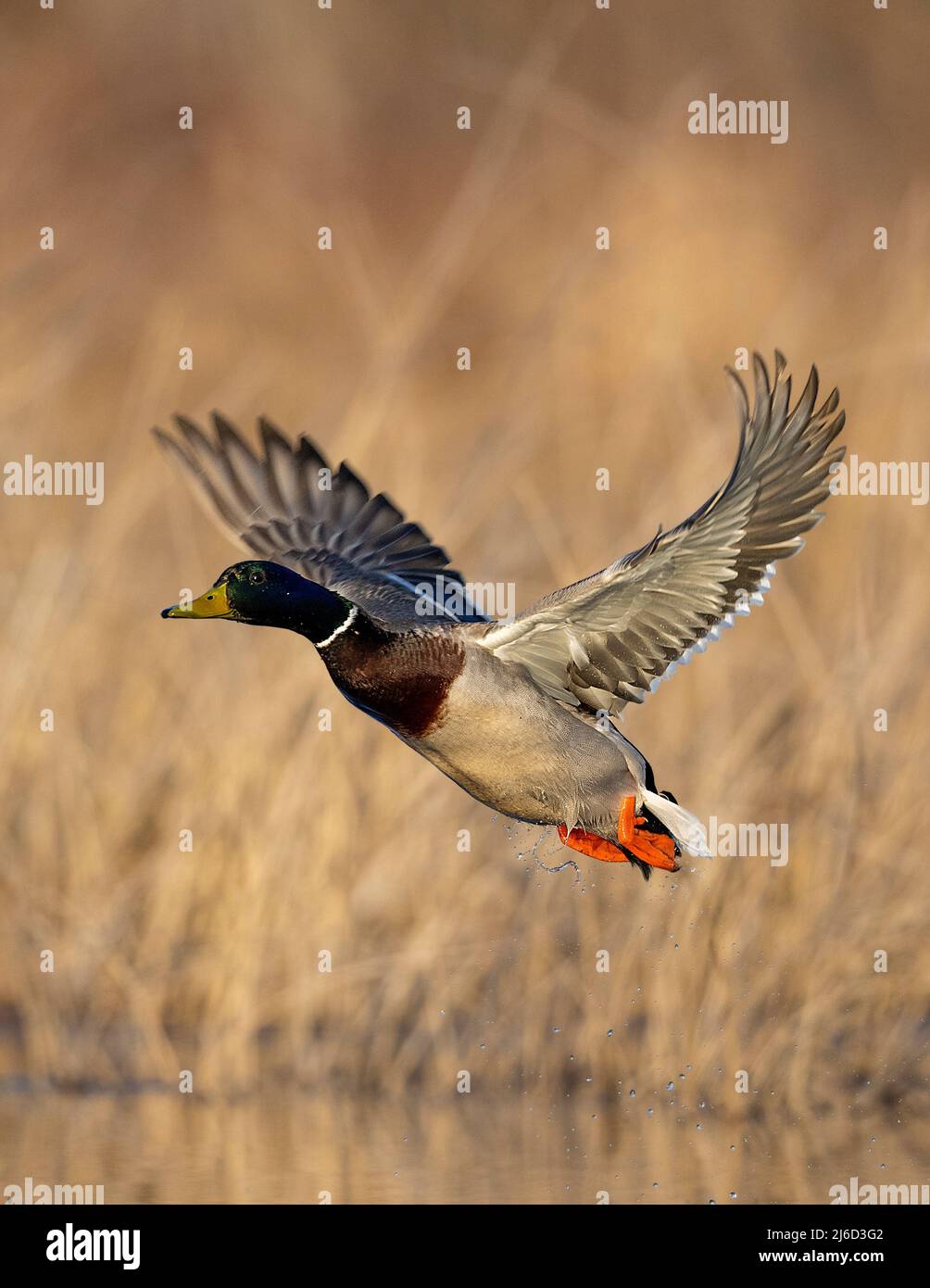 Mallard ducks leaping into flight on a spring evening on a wetland ...