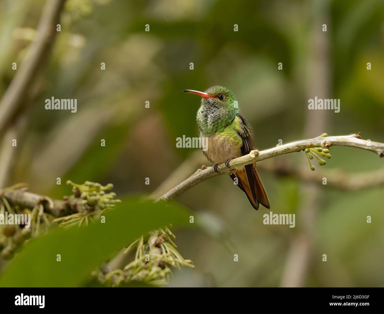 A Rufous-tailed Hummingbird in Ecuador Stock Photo - Alamy