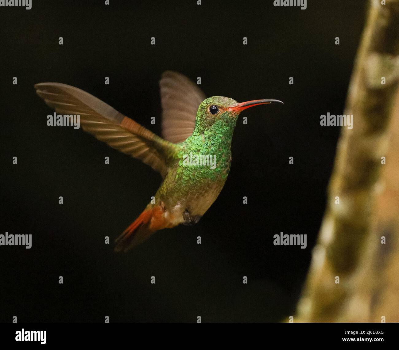 A Rufous-tailed Hummingbird in Ecuador Stock Photo - Alamy