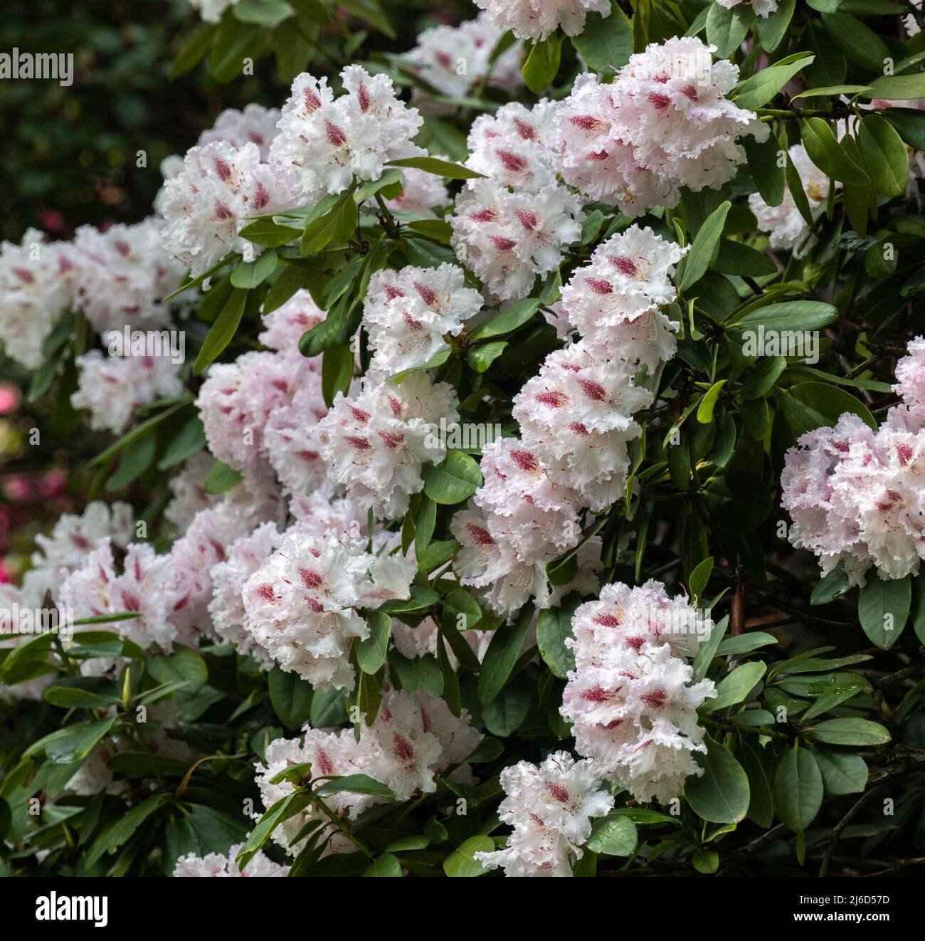 Rhododendron flower bed hi-res stock photography and images - Alamy