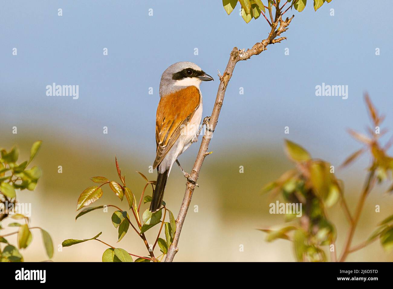 Red backed bird hi-res stock photography and images - Alamy