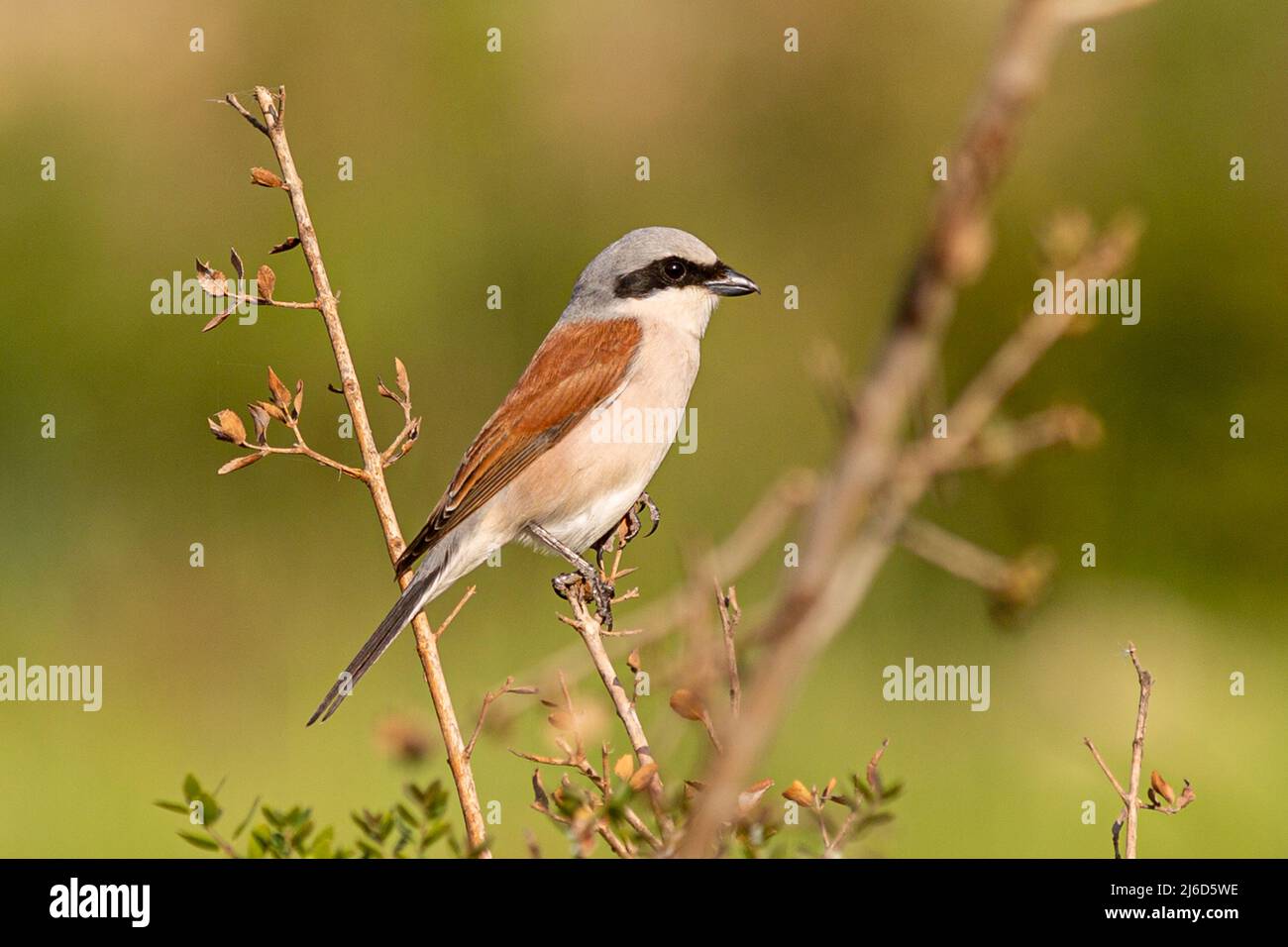 Red-backed Shrike Lanius collurio Stock Photo - Alamy