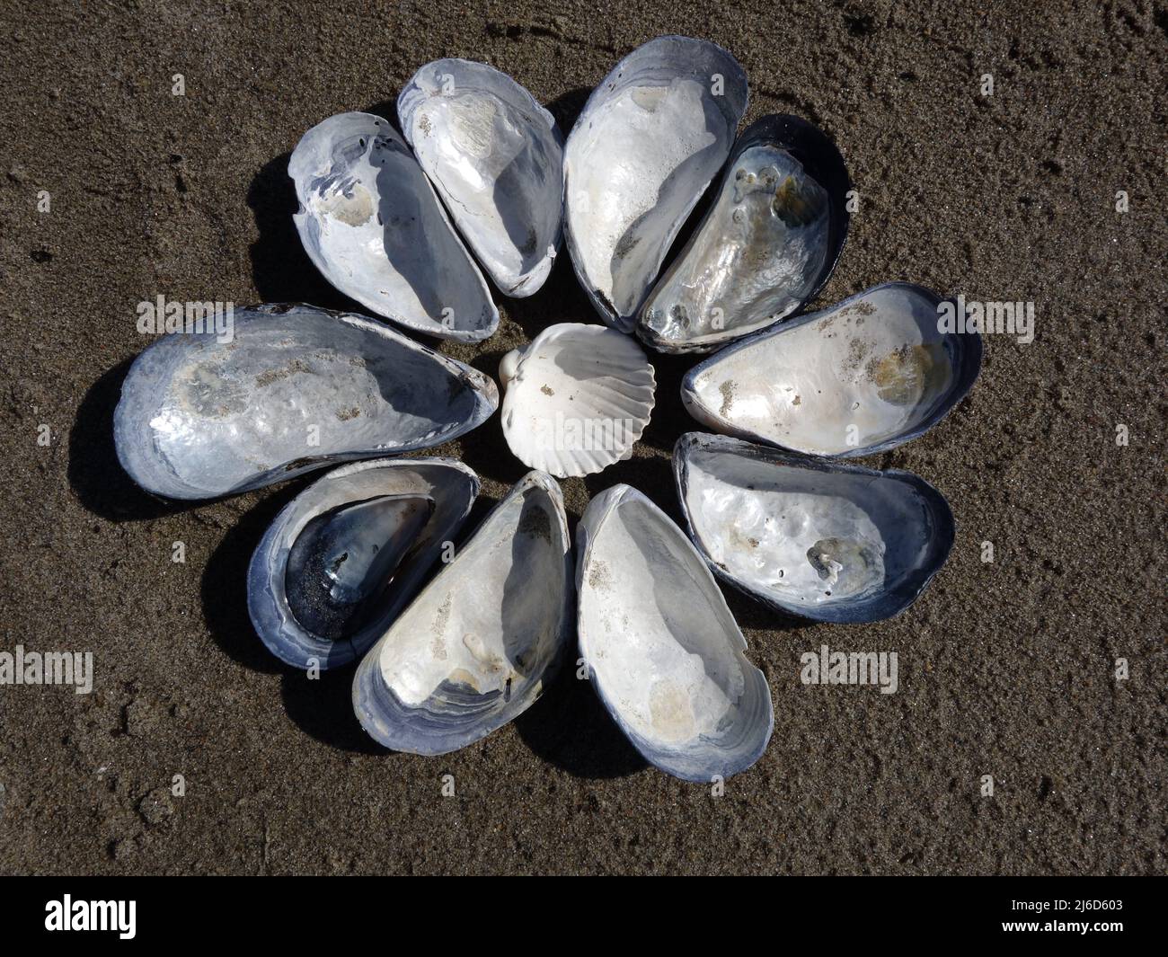 Blue mussel as a rosette hi-res stock photography and images - Alamy