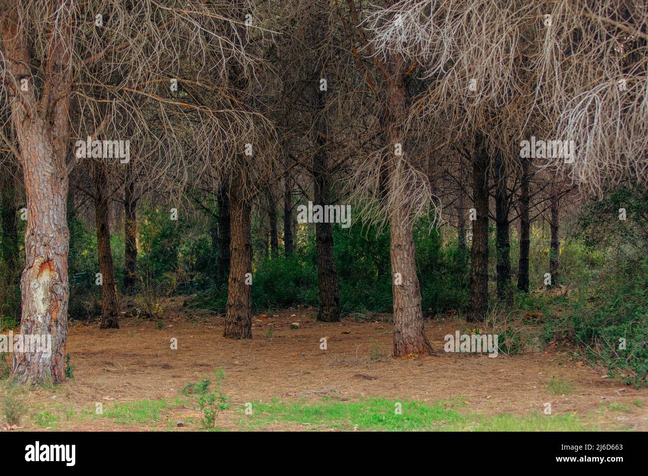 Entrance to forrest hi-res stock photography and images - Alamy