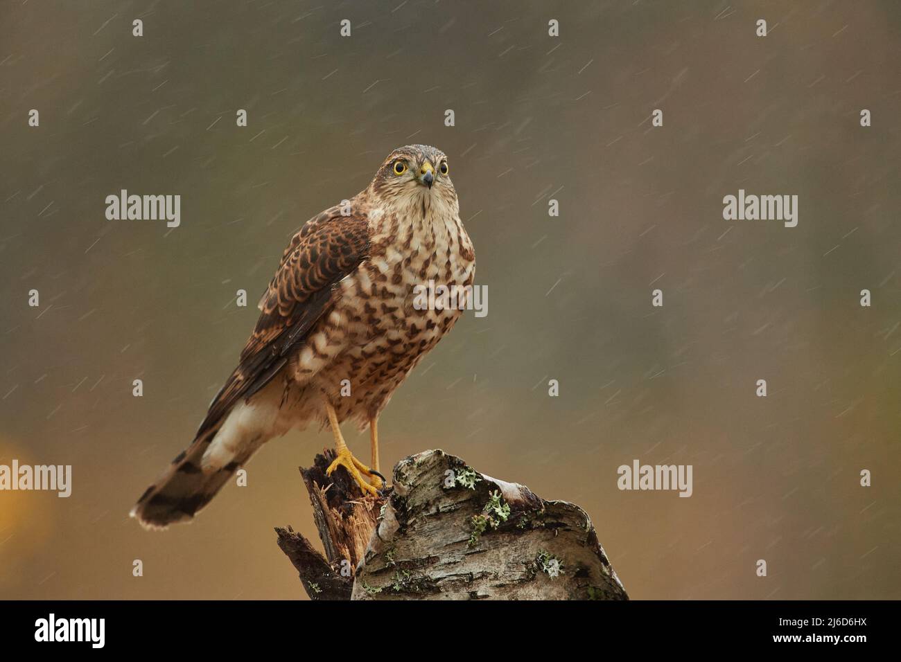 A sparrow hawk sitting on a tree stump in the rain Stock Photo - Alamy