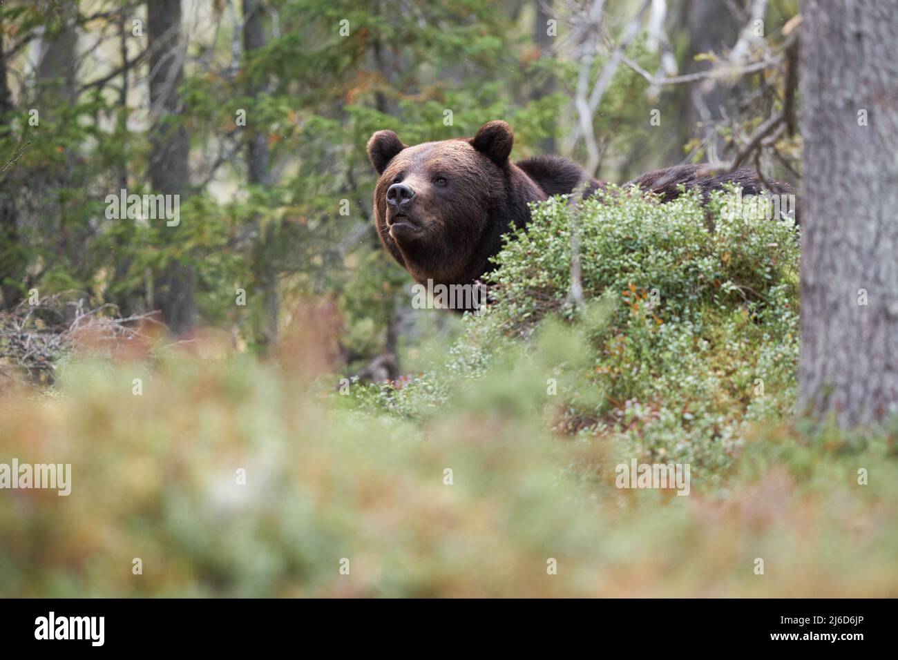 Peaking out from tree hi-res stock photography and images - Alamy