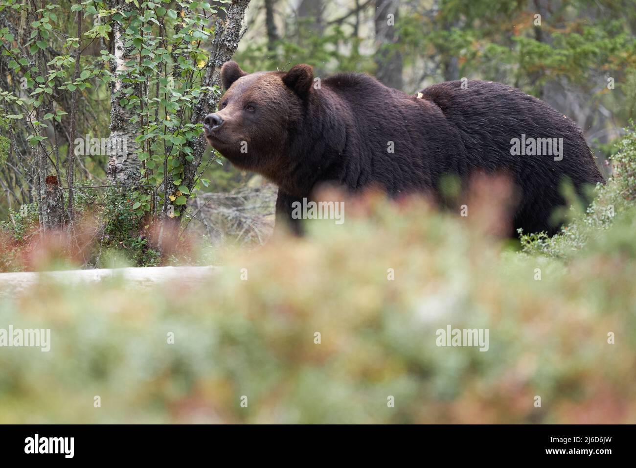 Brown bear behind the trees hi-res stock photography and images - Alamy