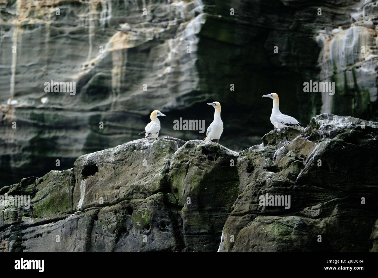 Gannet sitting on cliffs hi-res stock photography and images - Alamy