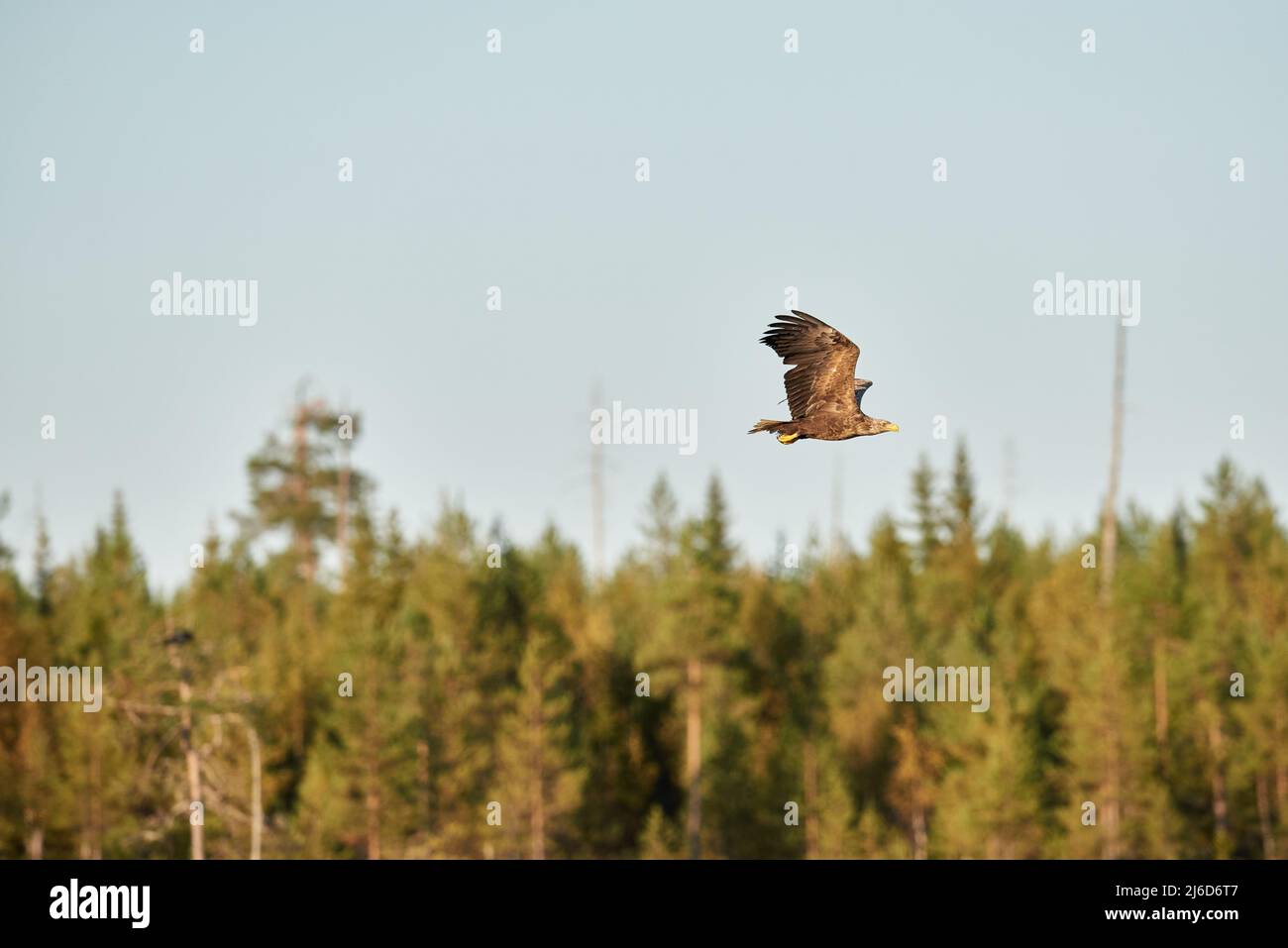 A white-tailed eagle flying over tree tops Stock Photo - Alamy