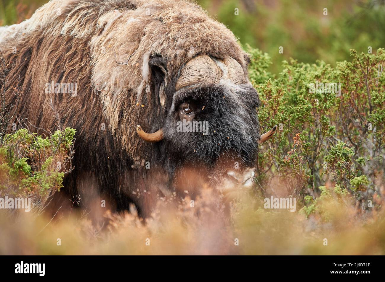 Musk oxen bull norway hi-res stock photography and images - Alamy