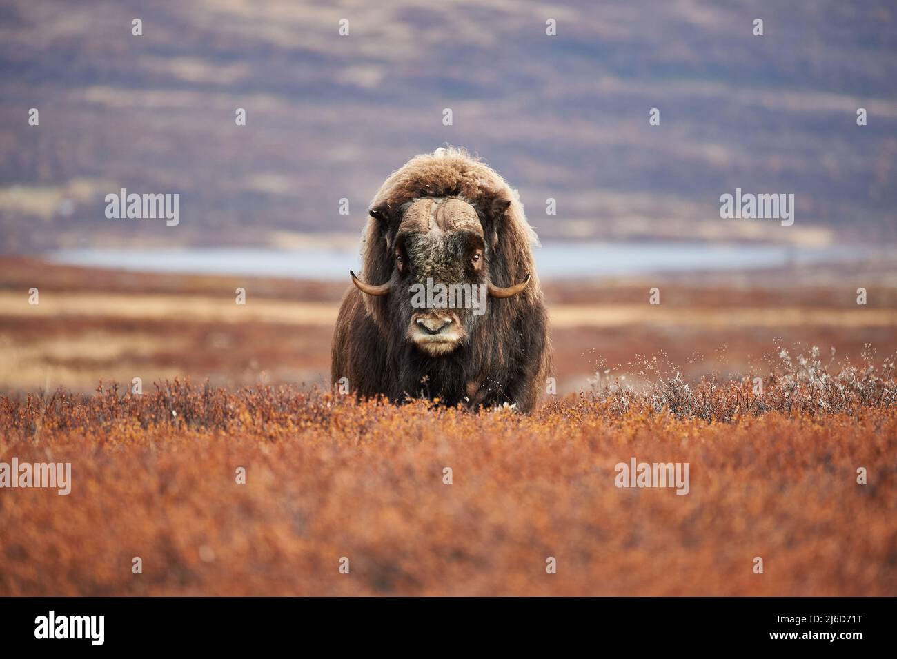 A frontal image of a musk oxen looking straight at the camera Stock ...